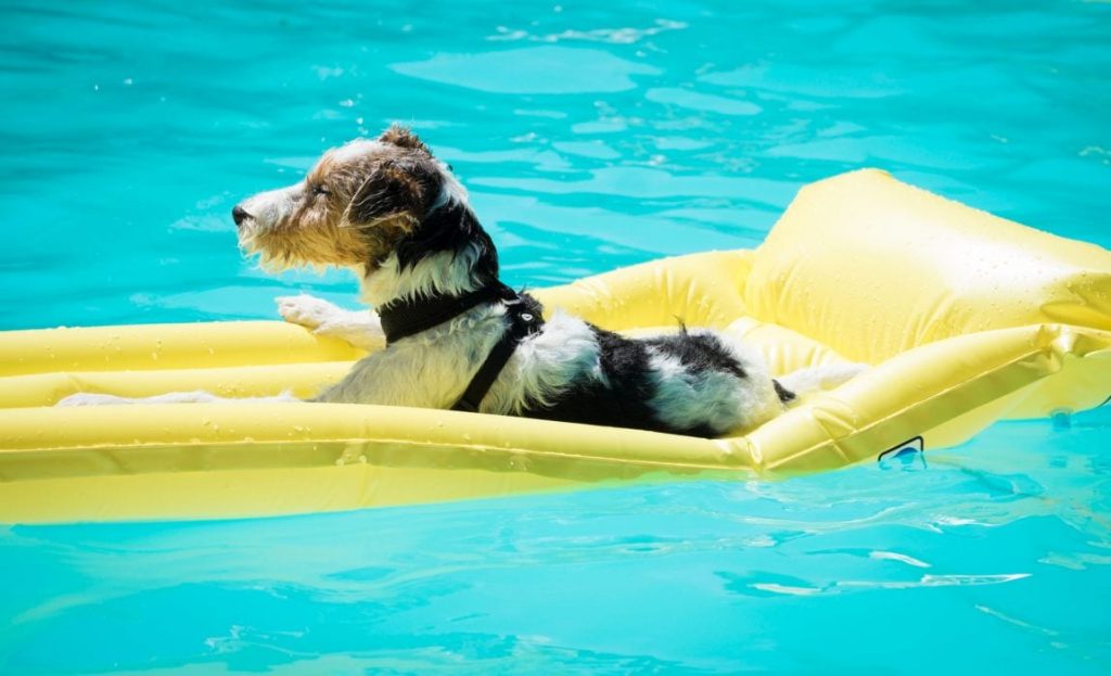 Keeping Your Puppy Safe - Desert Springs Pools & Spas